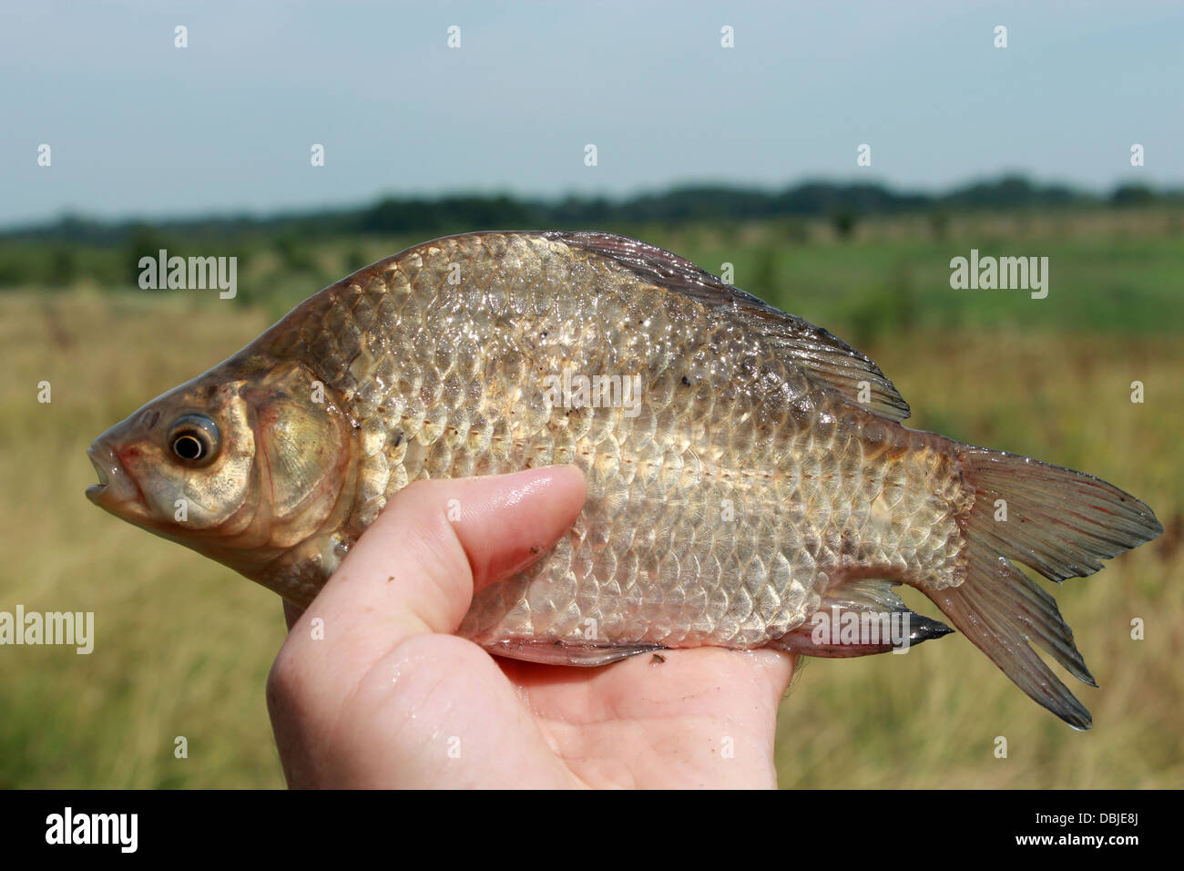 Common crucian carp hi-res stock photography and images - Alamy