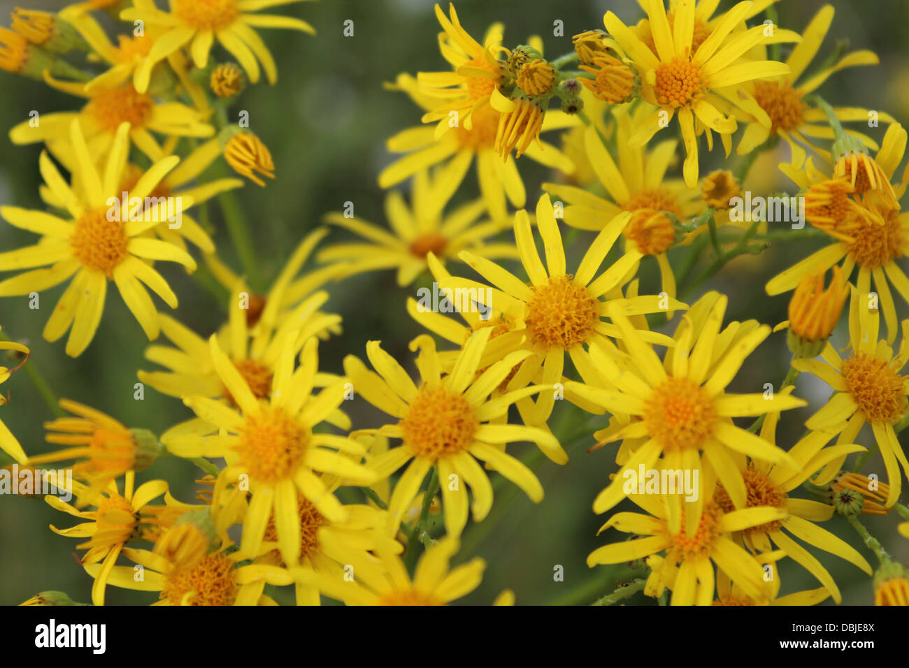 image of the beautiful yellow meadow flowers Stock Photo - Alamy