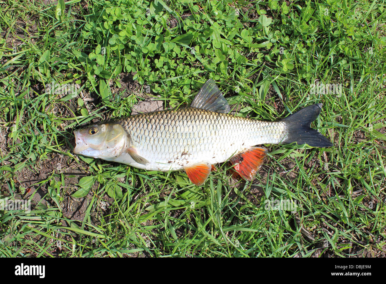 Chub eating fish hi-res stock photography and images - Alamy