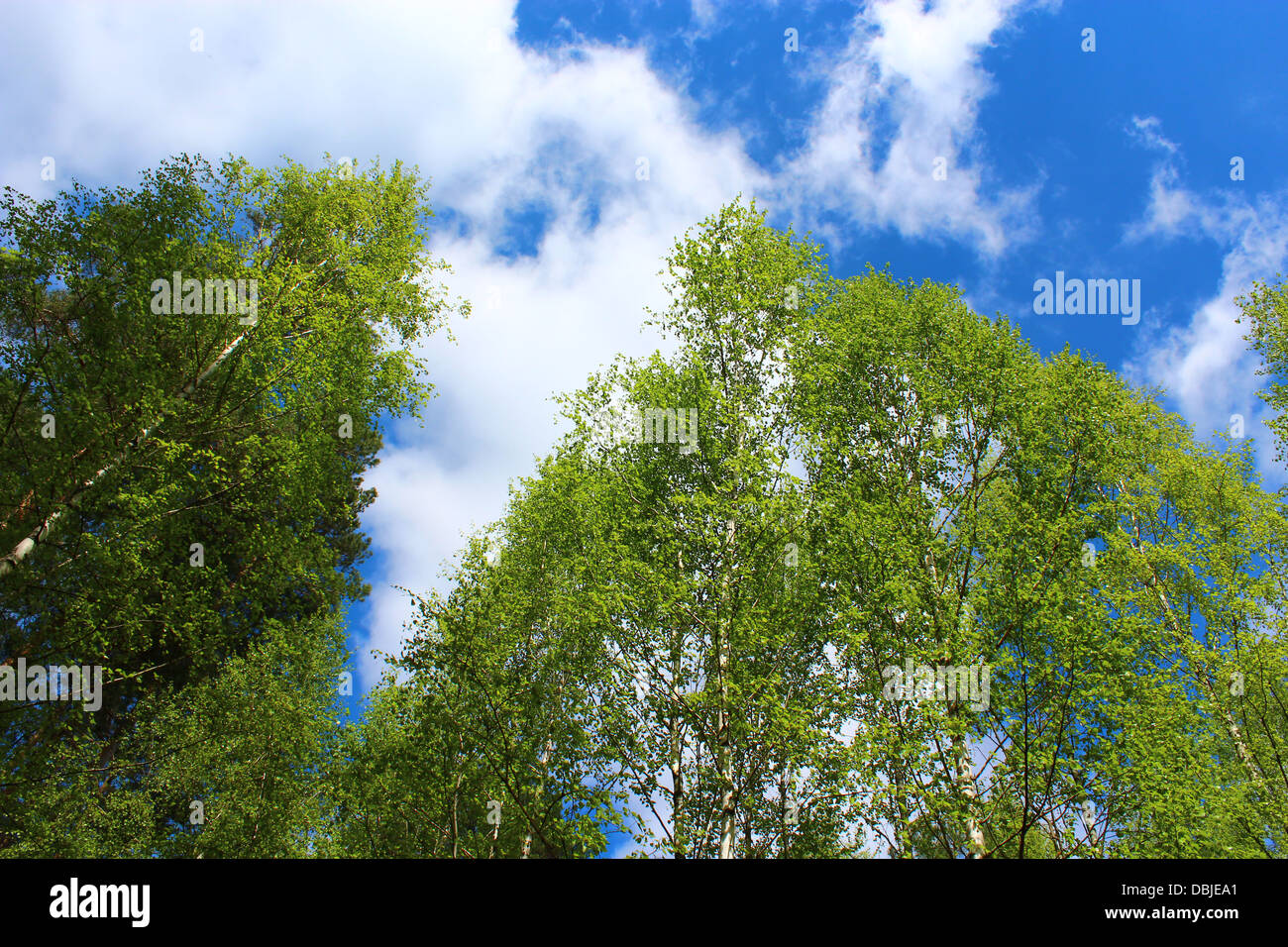 Birch tops hi-res stock photography and images - Alamy