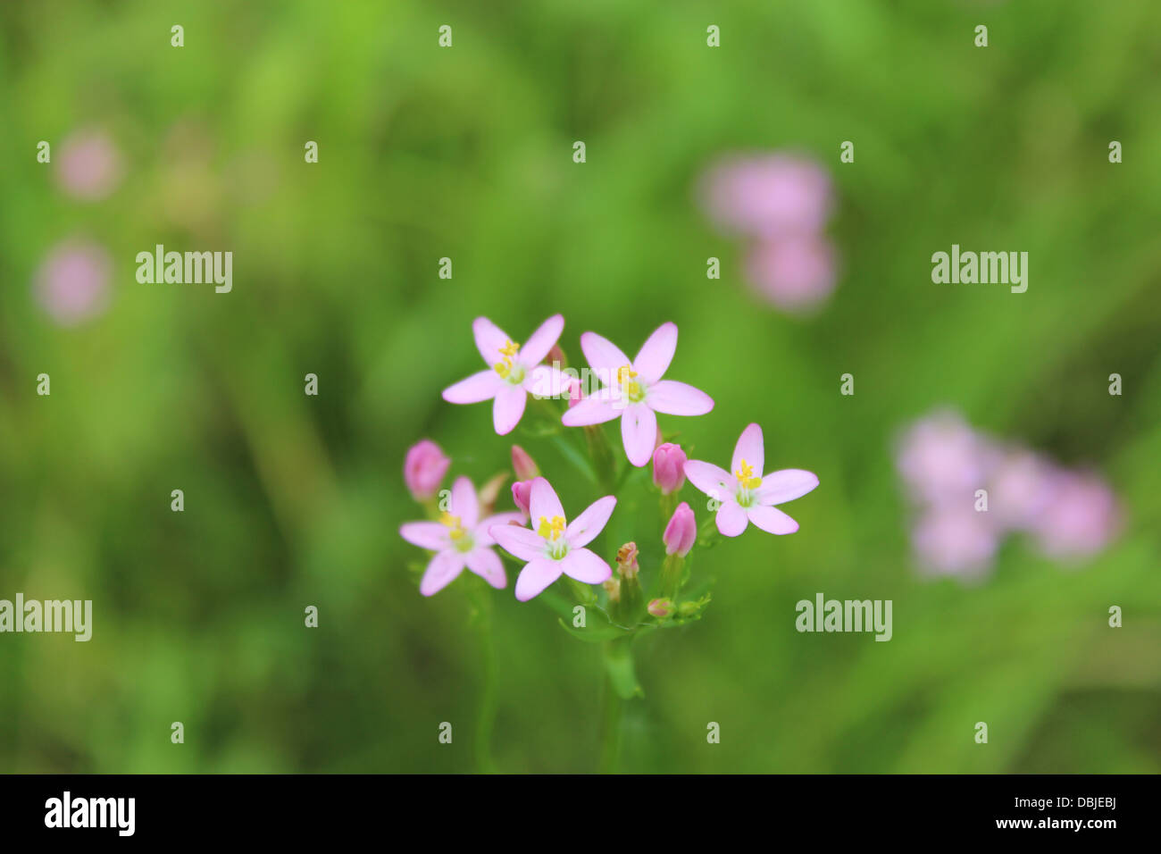 Beautiful pink meadow flowers hi-res stock photography and images - Alamy