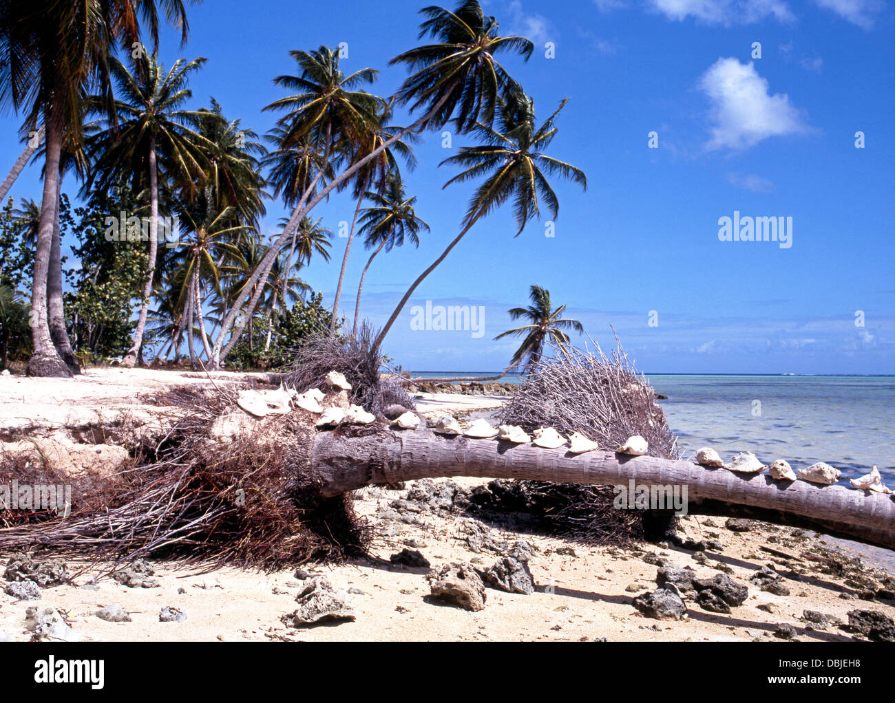 Fallen palm tree with shells along the trunk,Pigeon Point beach, Tobago ...