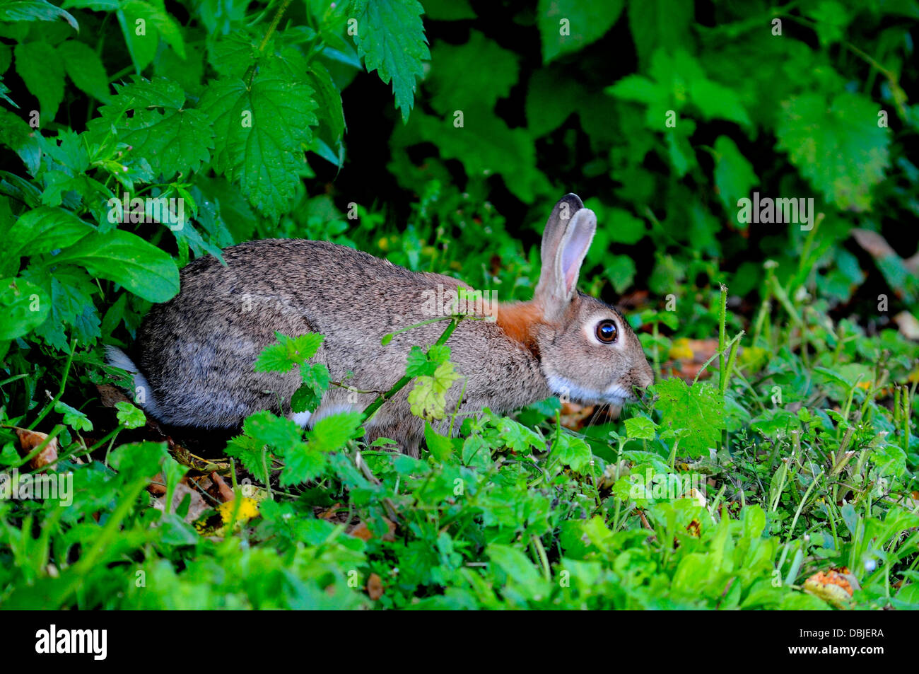 A rabbit in a green field UK Stock Photo - Alamy