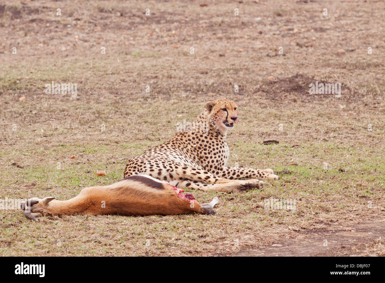 Cheetah on the Thompson's Gazelle kill Stock Photo - Alamy
