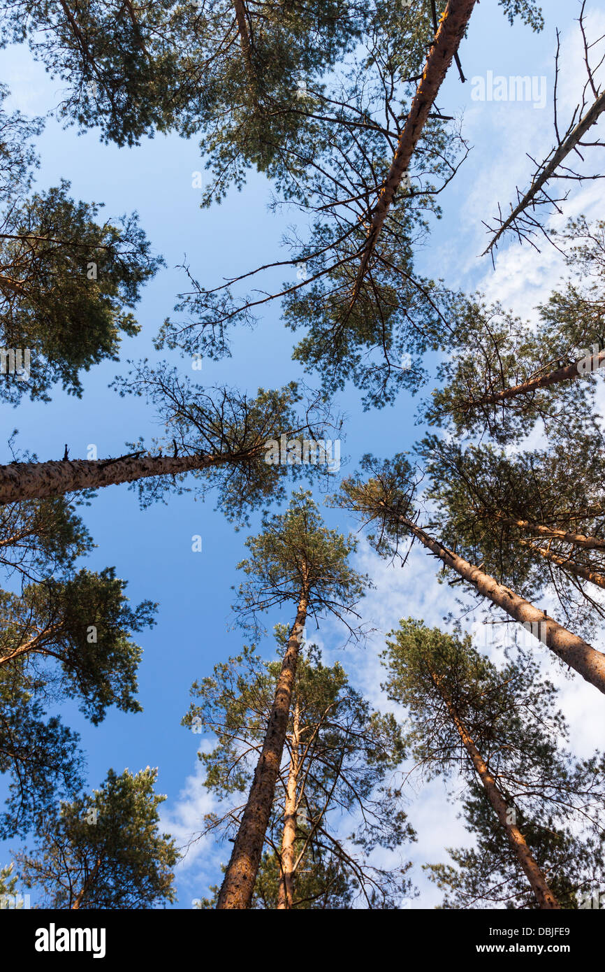 Forest aspiration hi-res stock photography and images - Alamy