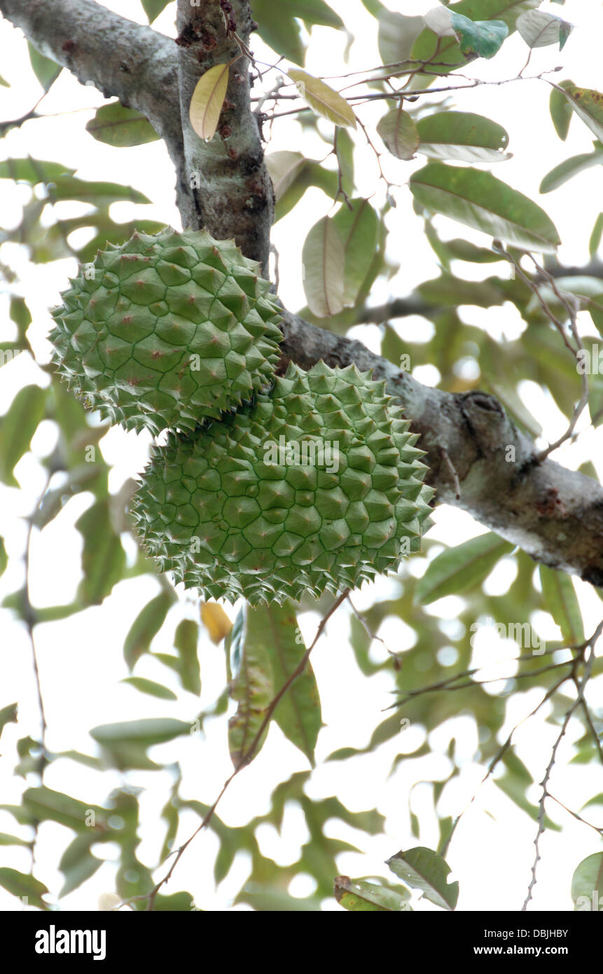 A tree of durian hi-res stock photography and images - Alamy