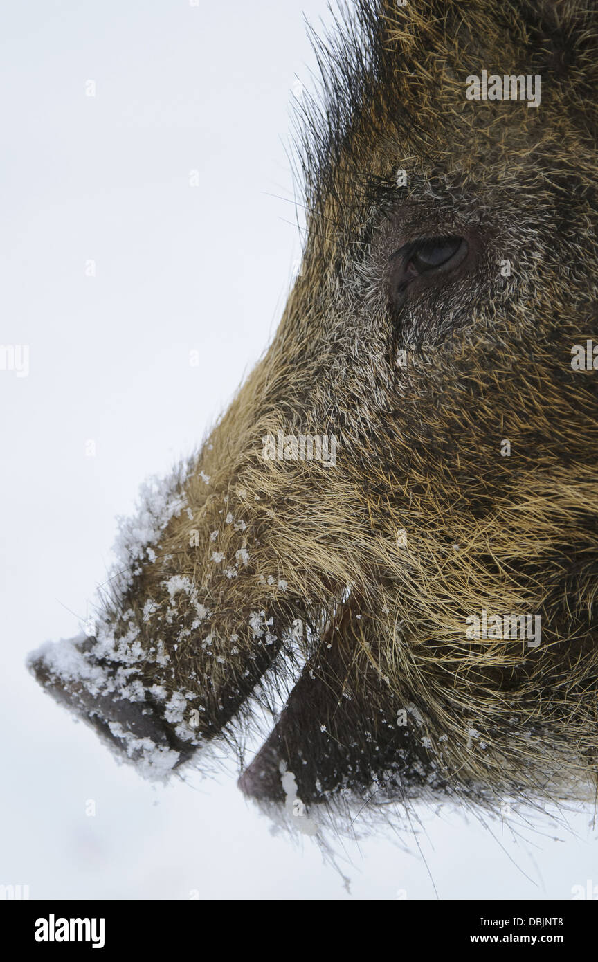 Winter wild boar hi-res stock photography and images - Alamy