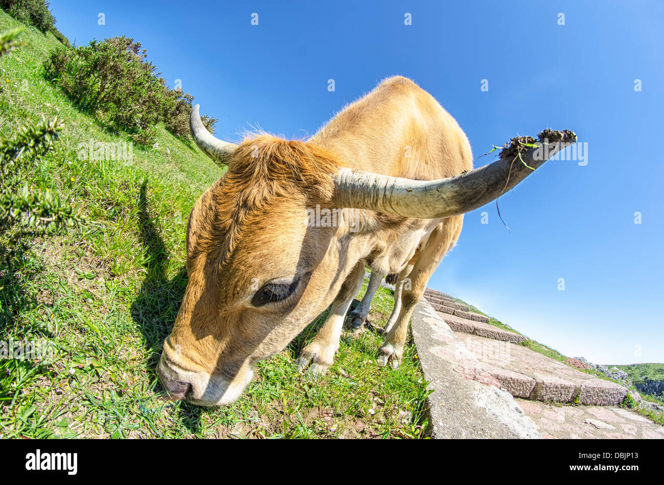 Cow on grass in Picos de Europa, Asturias, Spain Stock Photo - Alamy