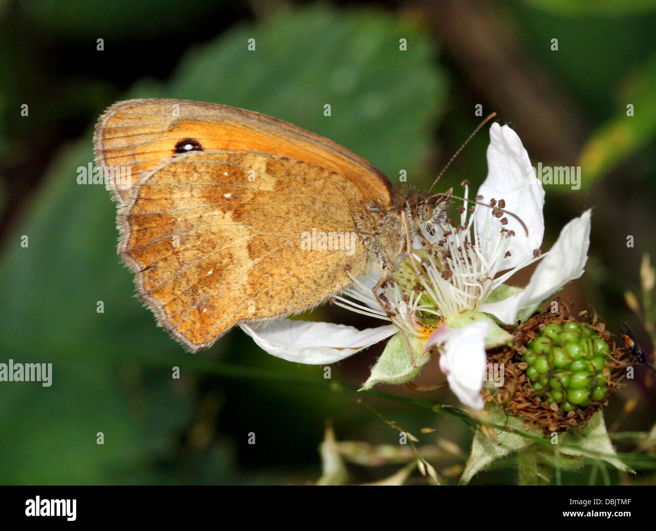 Gatekeeper or Hedge Brown butterfly (Pyronia tithonus) foraging on ...