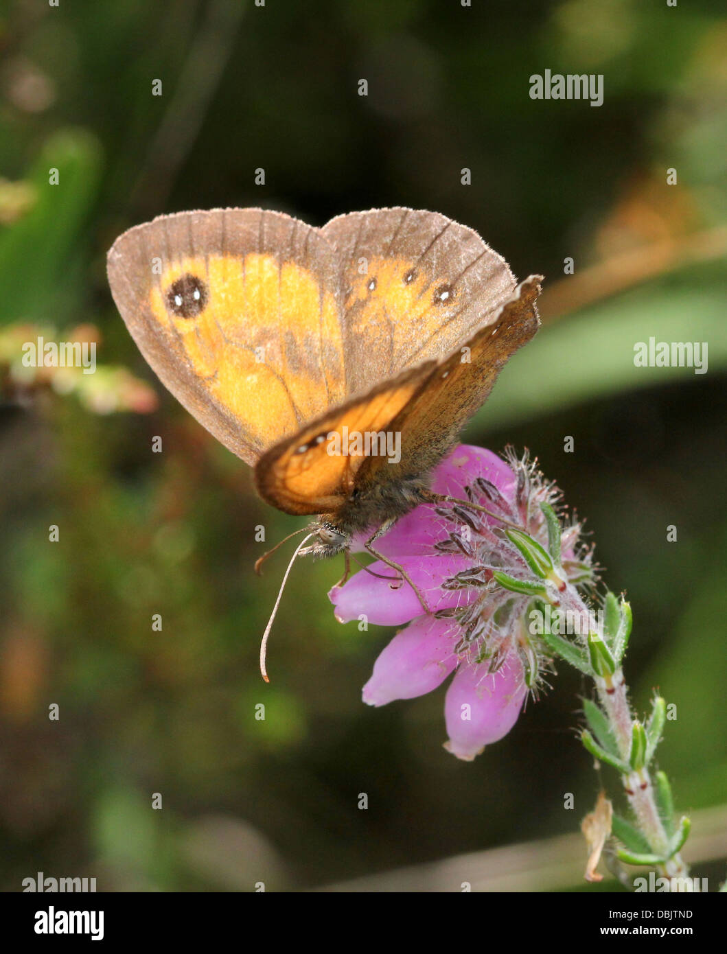 Gatekeeper or Hedge Brown butterfly (Pyronia tithonus) foraging on ...