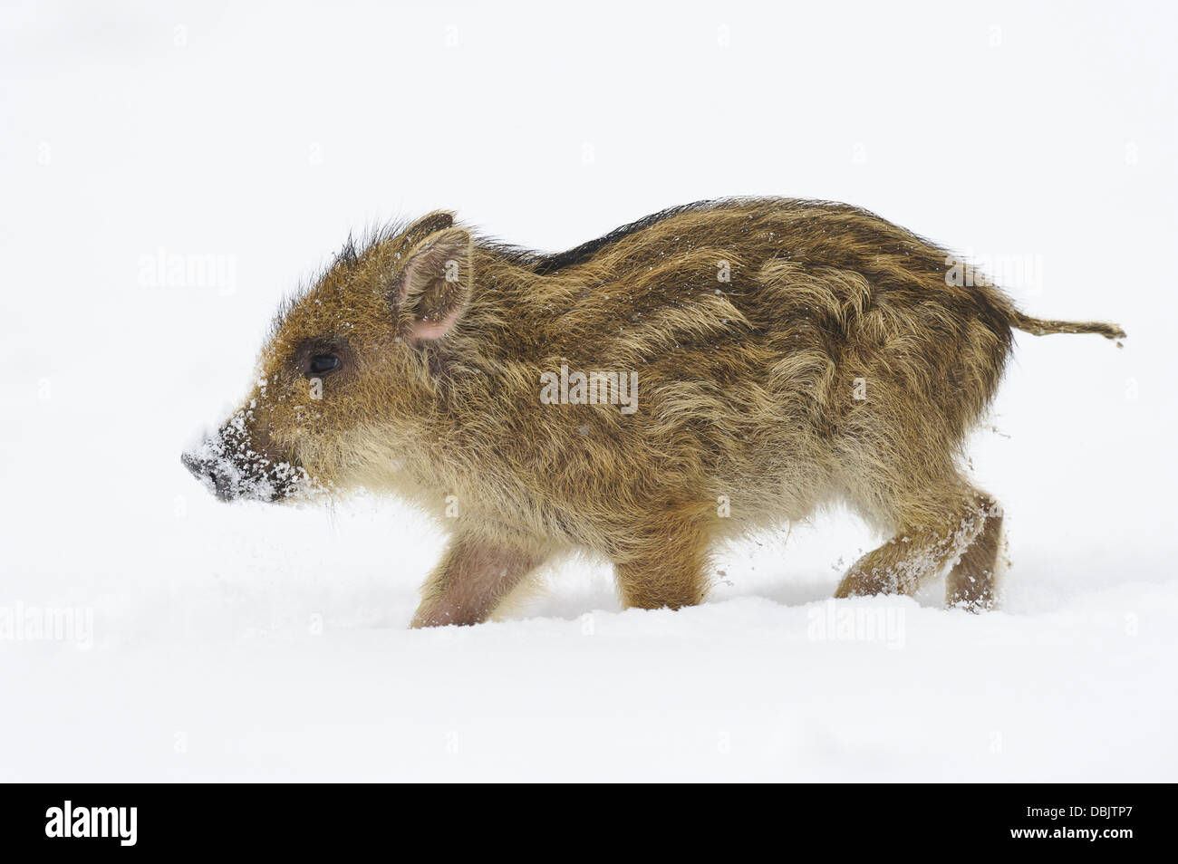 Wild boar young animal Cut Out Stock Images & Pictures - Alamy