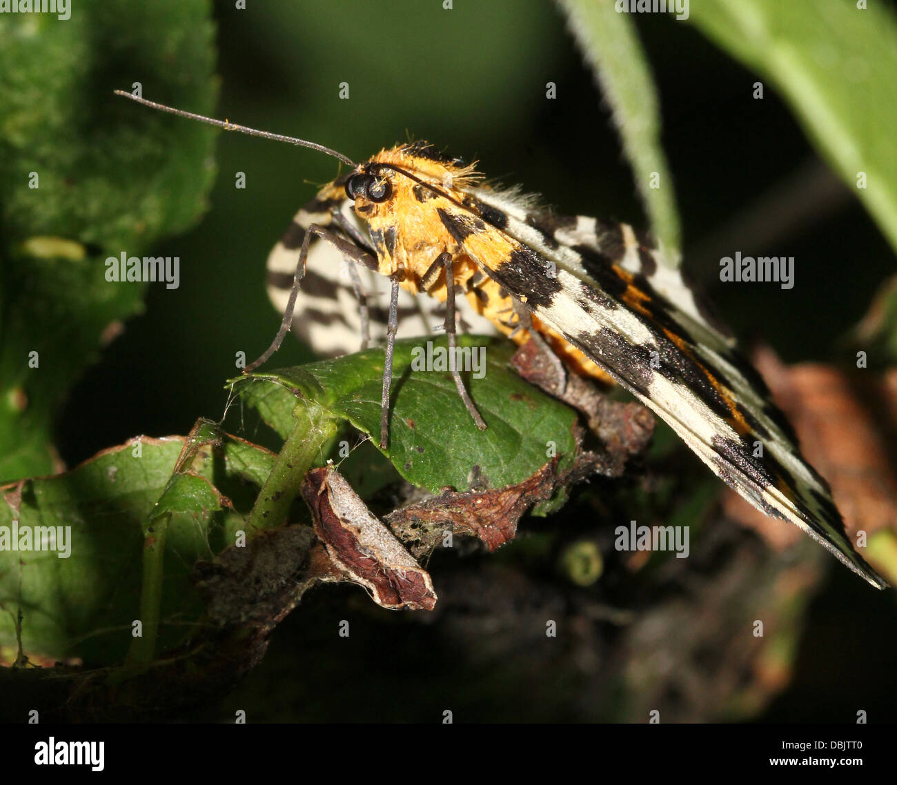 Magpie moth image hi-res stock photography and images - Alamy