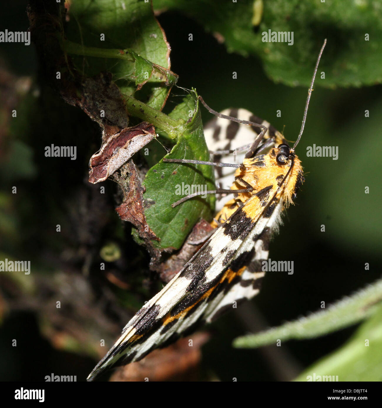 Magpie moth image hi-res stock photography and images - Alamy