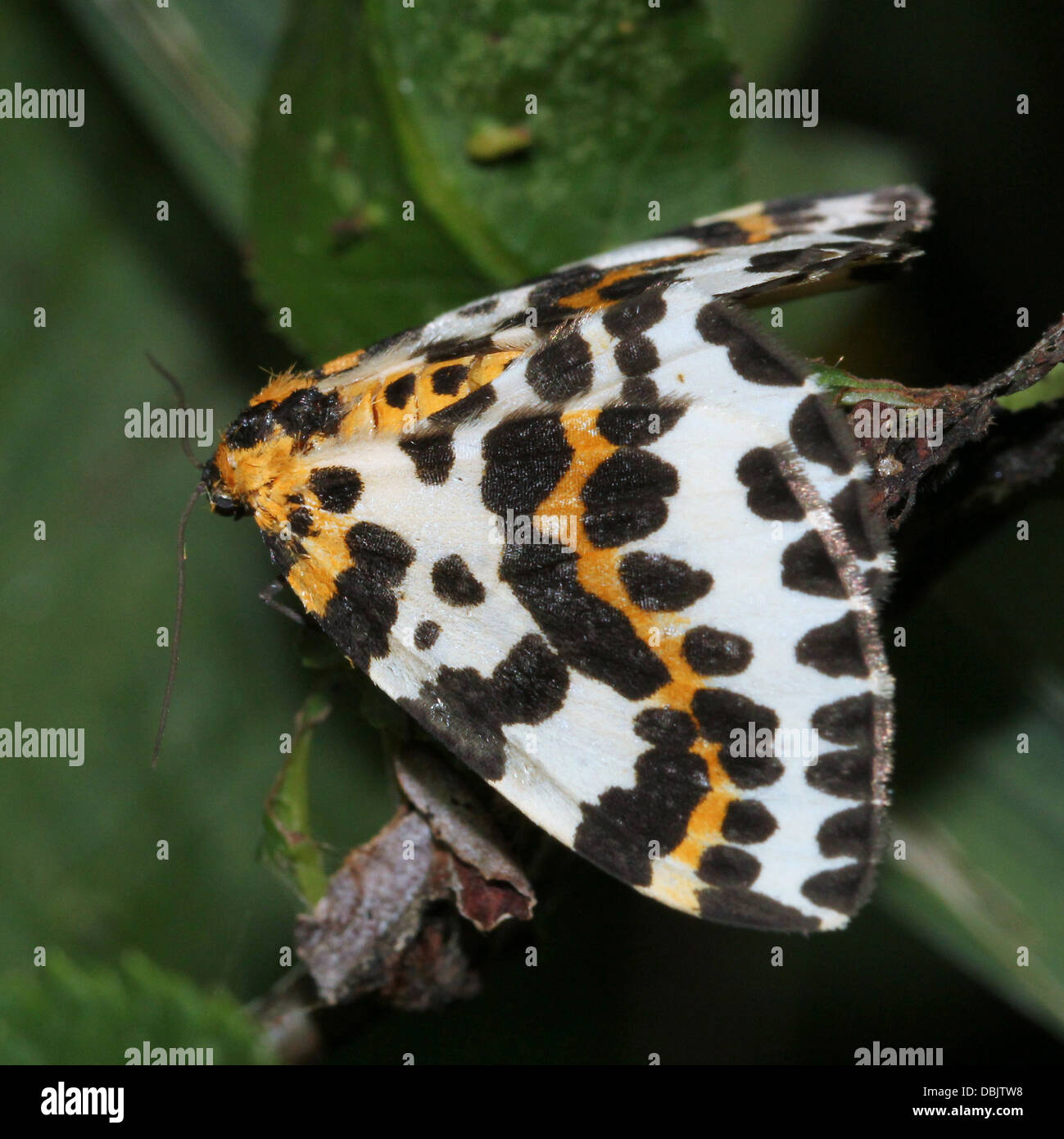 Close-up of the colourful Magpie Moth (Abraxas grossulariata Stock ...