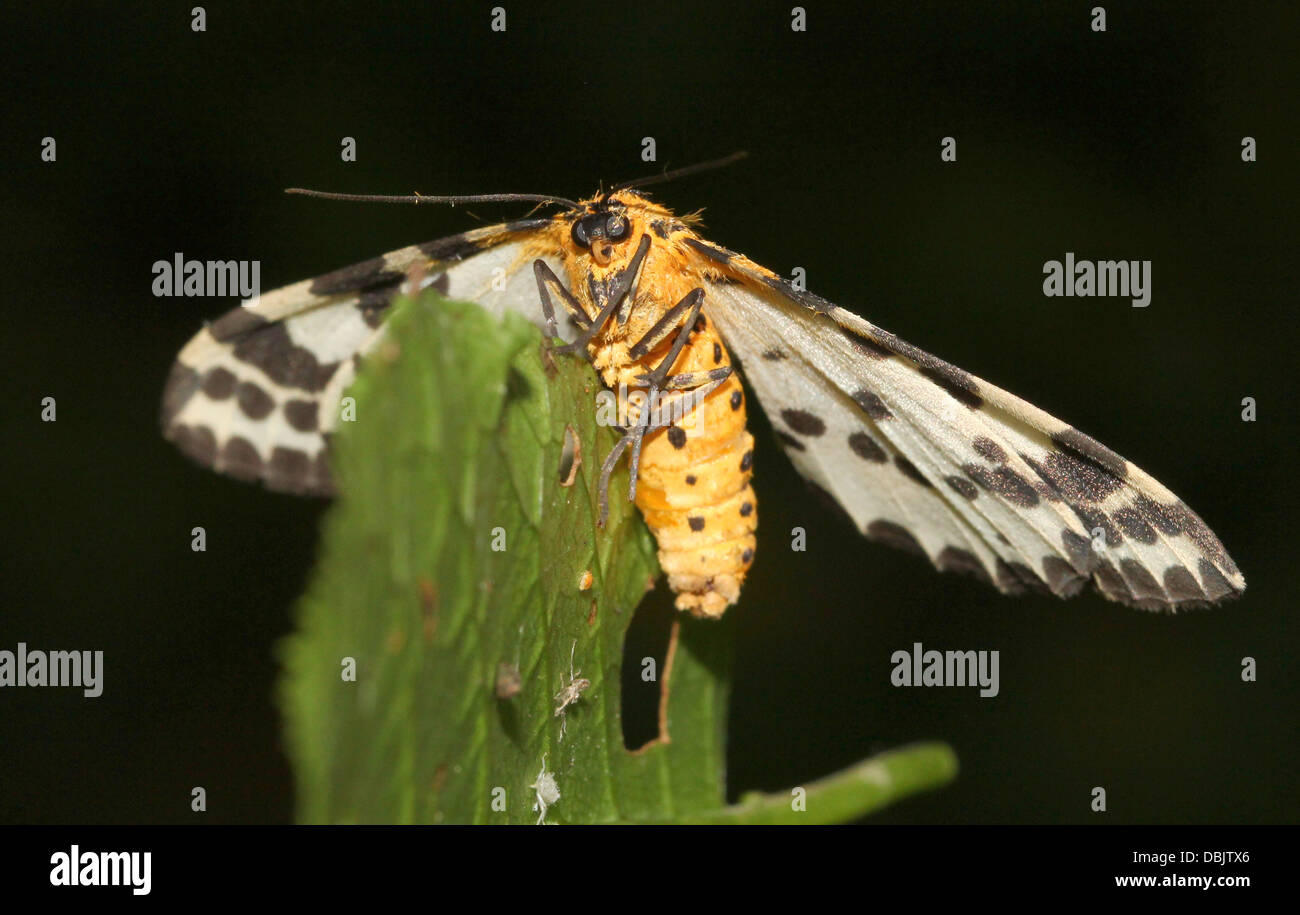Magpie moth image hi-res stock photography and images - Alamy
