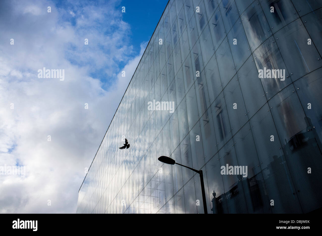 Bird in flight London Stock Photo - Alamy