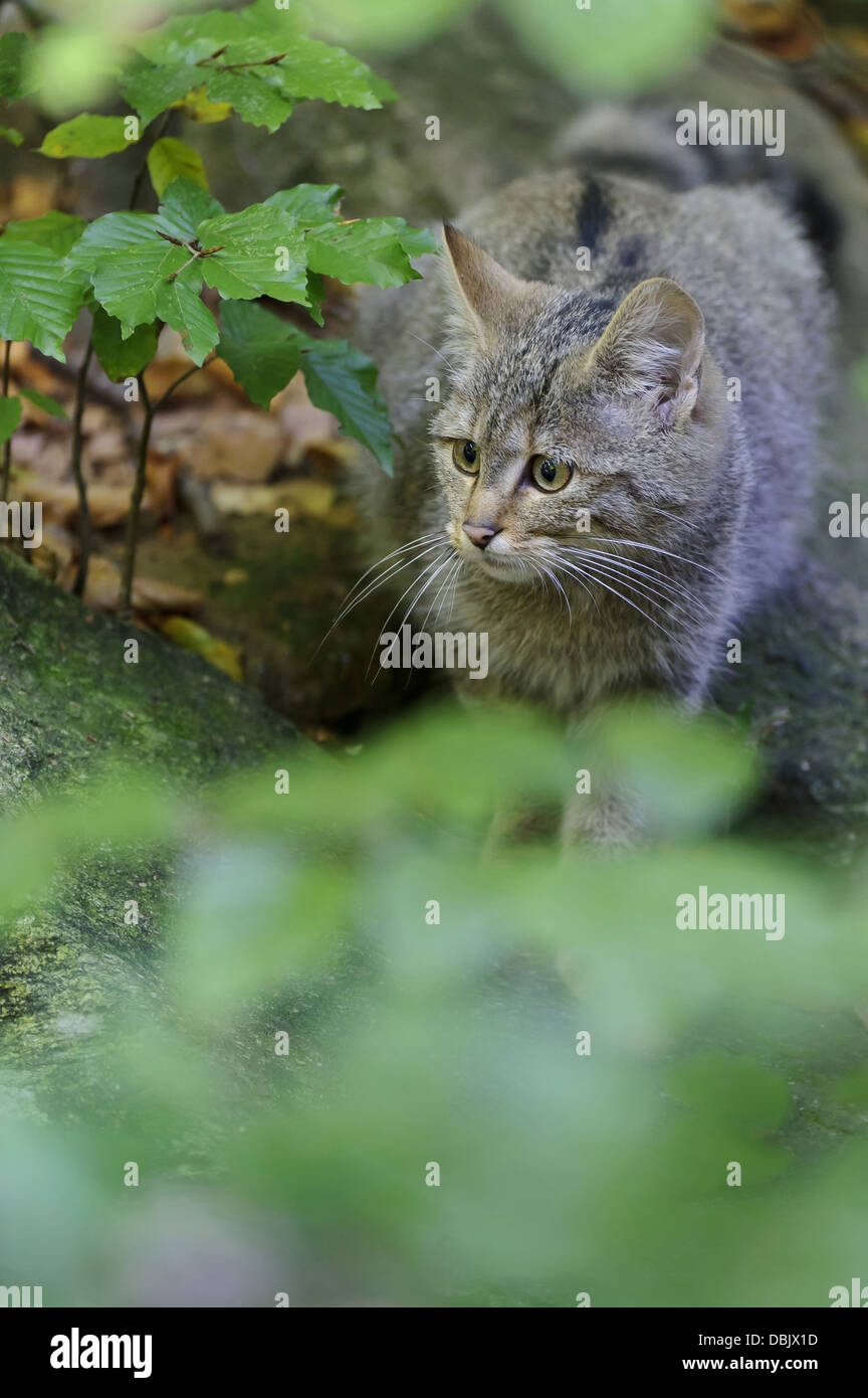 Wildcat in underwood, Felis silvestris, Bavarian Forest, Bavaria ...