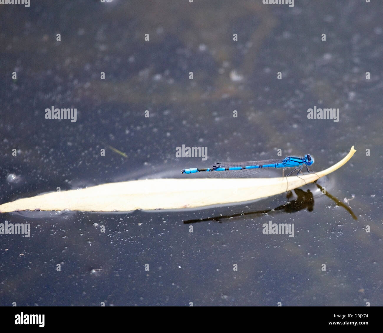 Damsel bugs hi-res stock photography and images - Alamy