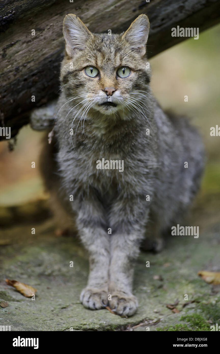 Wildcat, Felis silvestris, Bavarian Forest, Bavaria, Germany, Europe ...