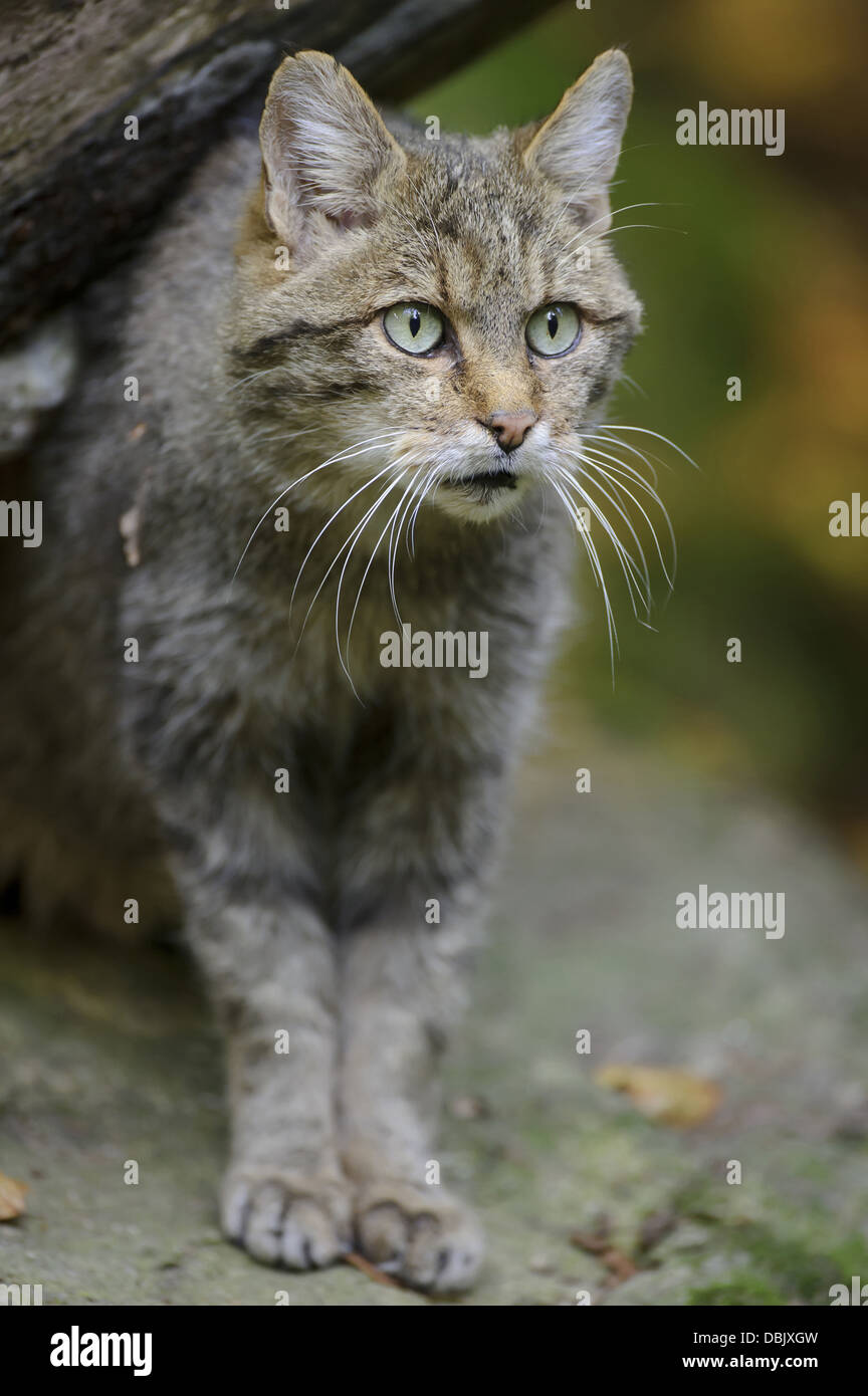 Wildcat, Felis silvestris, Bavarian Forest, Bavaria, Germany, Europe ...
