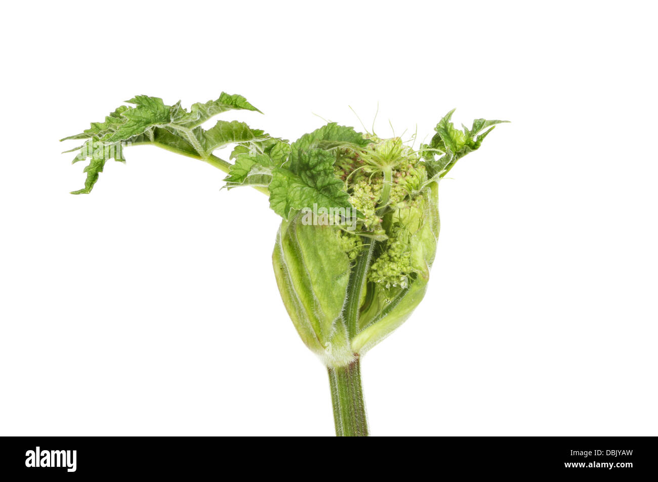 Developing leaves and flower buds of a cow parsley, Anthriscus ...