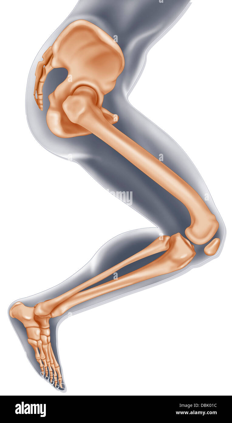 Human Leg Side View