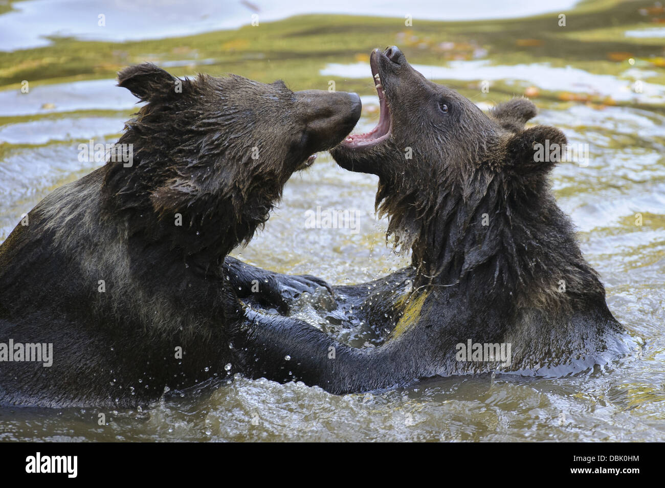 Brown bear bears fighting in hi-res stock photography and images - Alamy