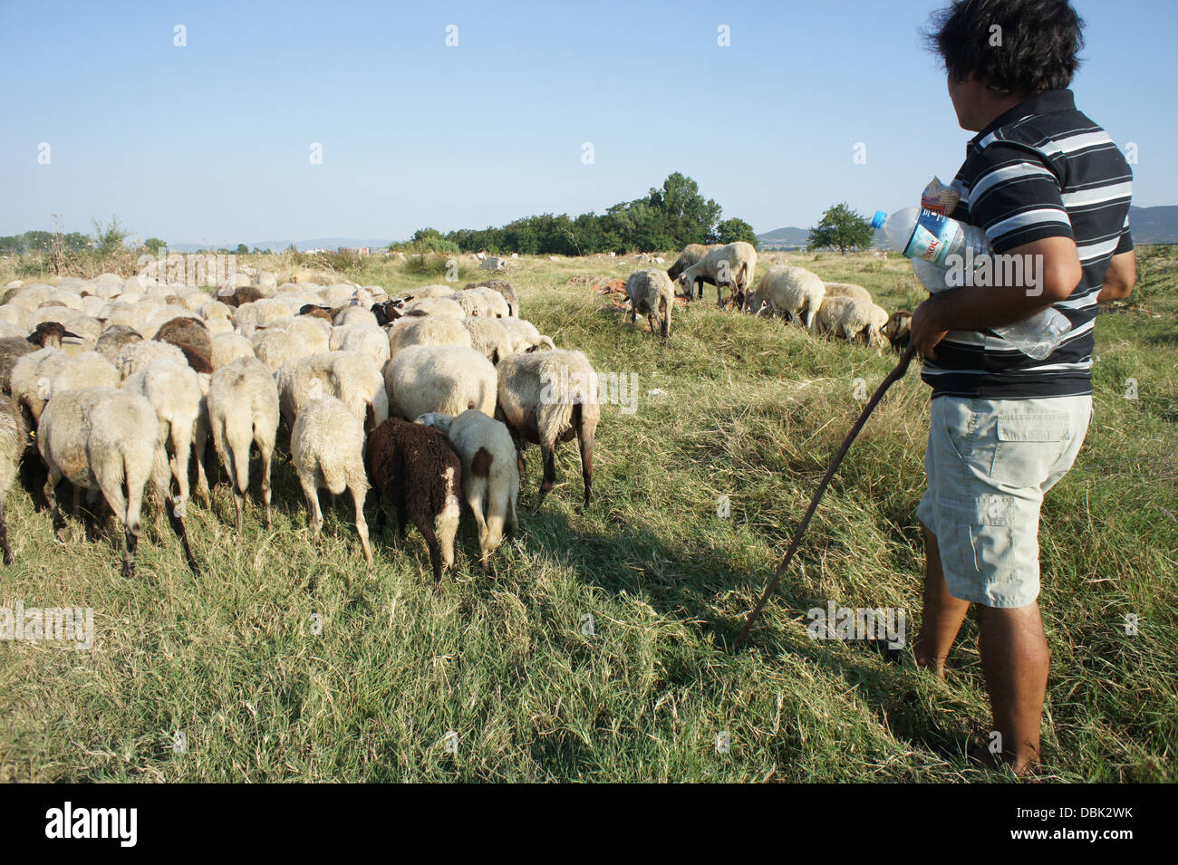 Sheep herders hi-res stock photography and images - Alamy