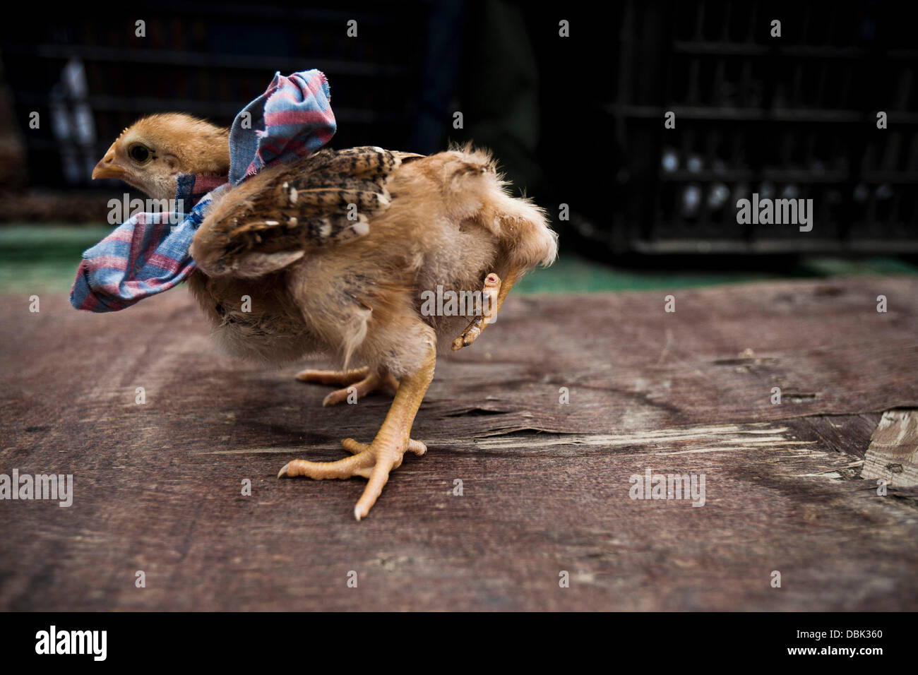 Despite its two extra limbs, this baby chick is doing quite well. A ...