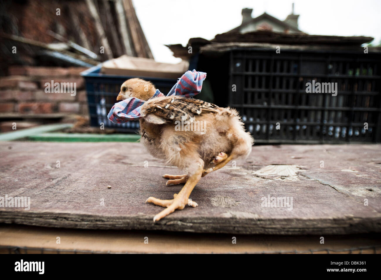 Despite its two extra limbs, this baby chick is doing quite well. A ...