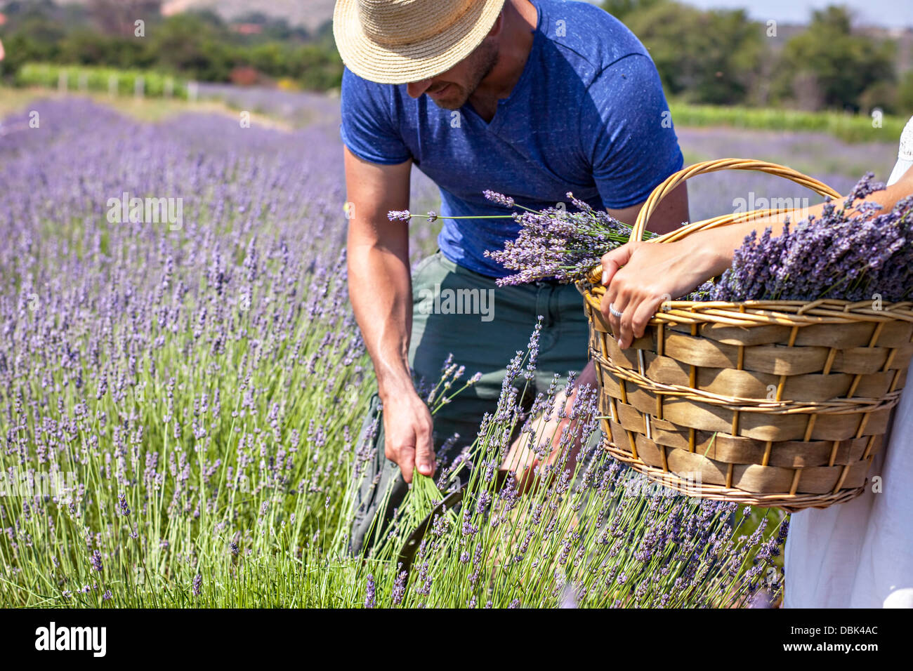 Cutting lavender hi-res stock photography and images - Alamy
