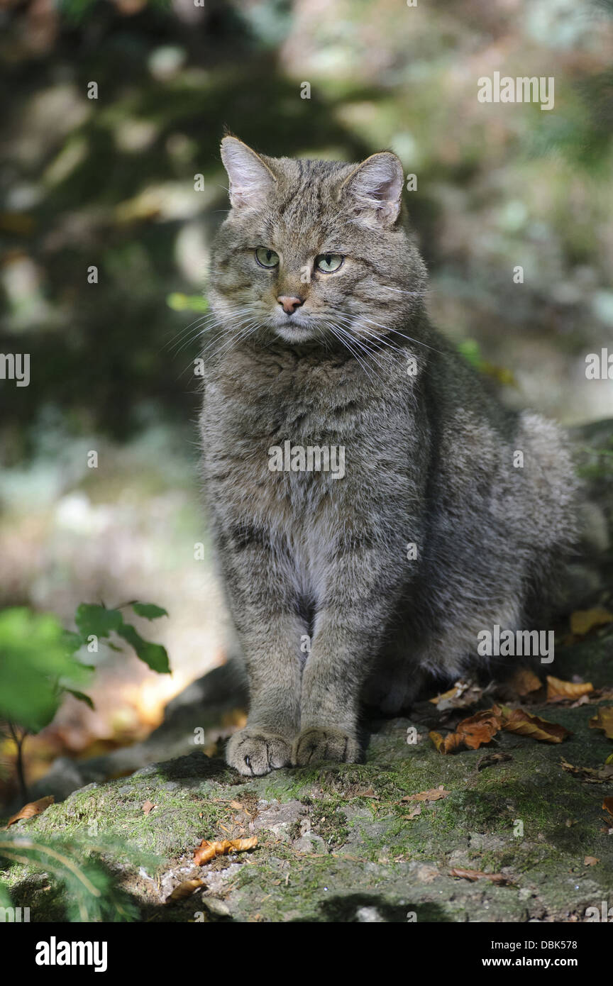 Wildcat, Felis silvestris, Bavarian Forest, Bavaria, Germany, Europe ...