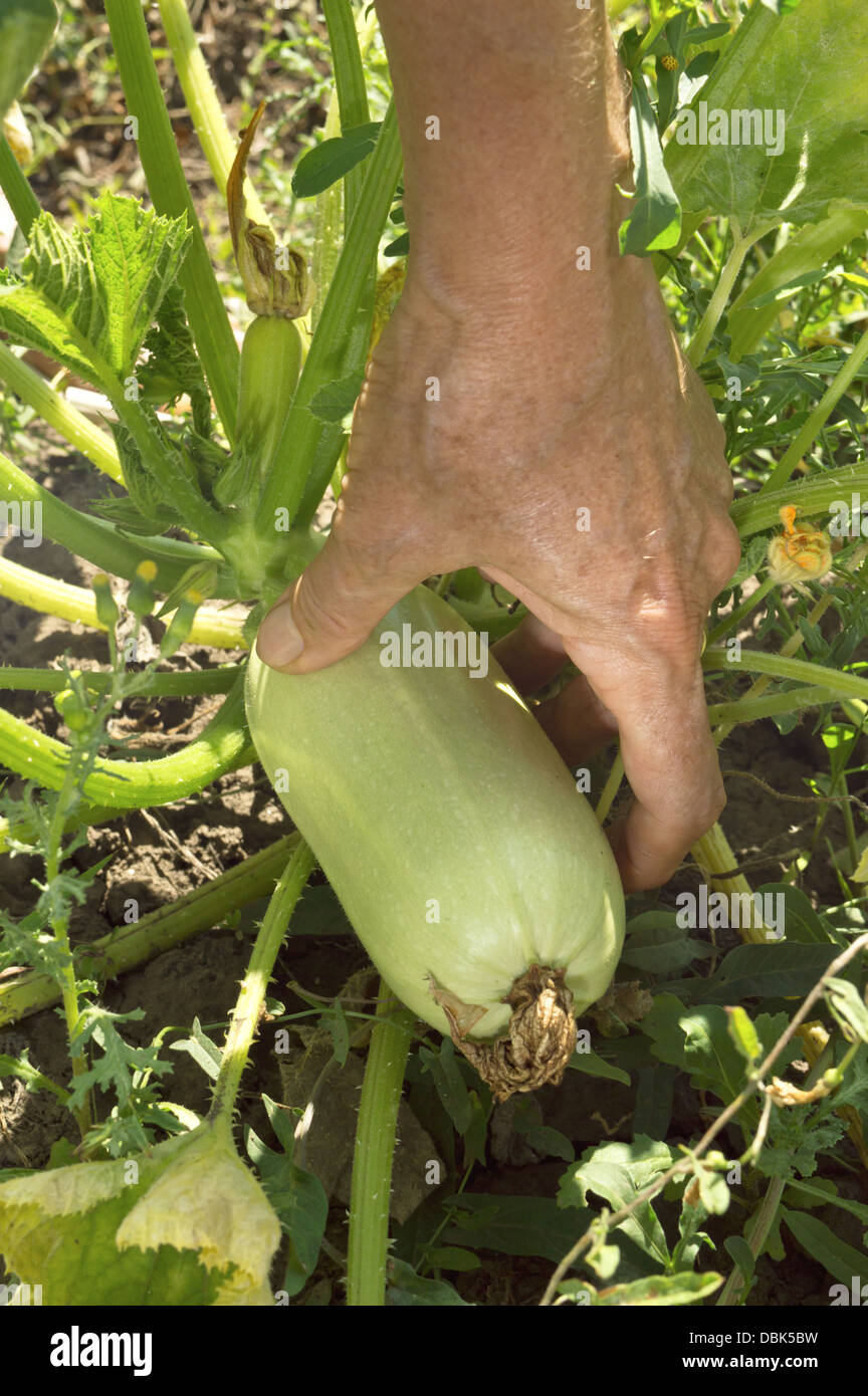 Zucchini harvest hand hi-res stock photography and images - Alamy