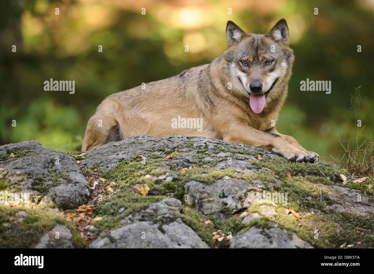 Laying wolf, Canis lupus, Bavarian Forest, Bavaria, Germany, Europe ...