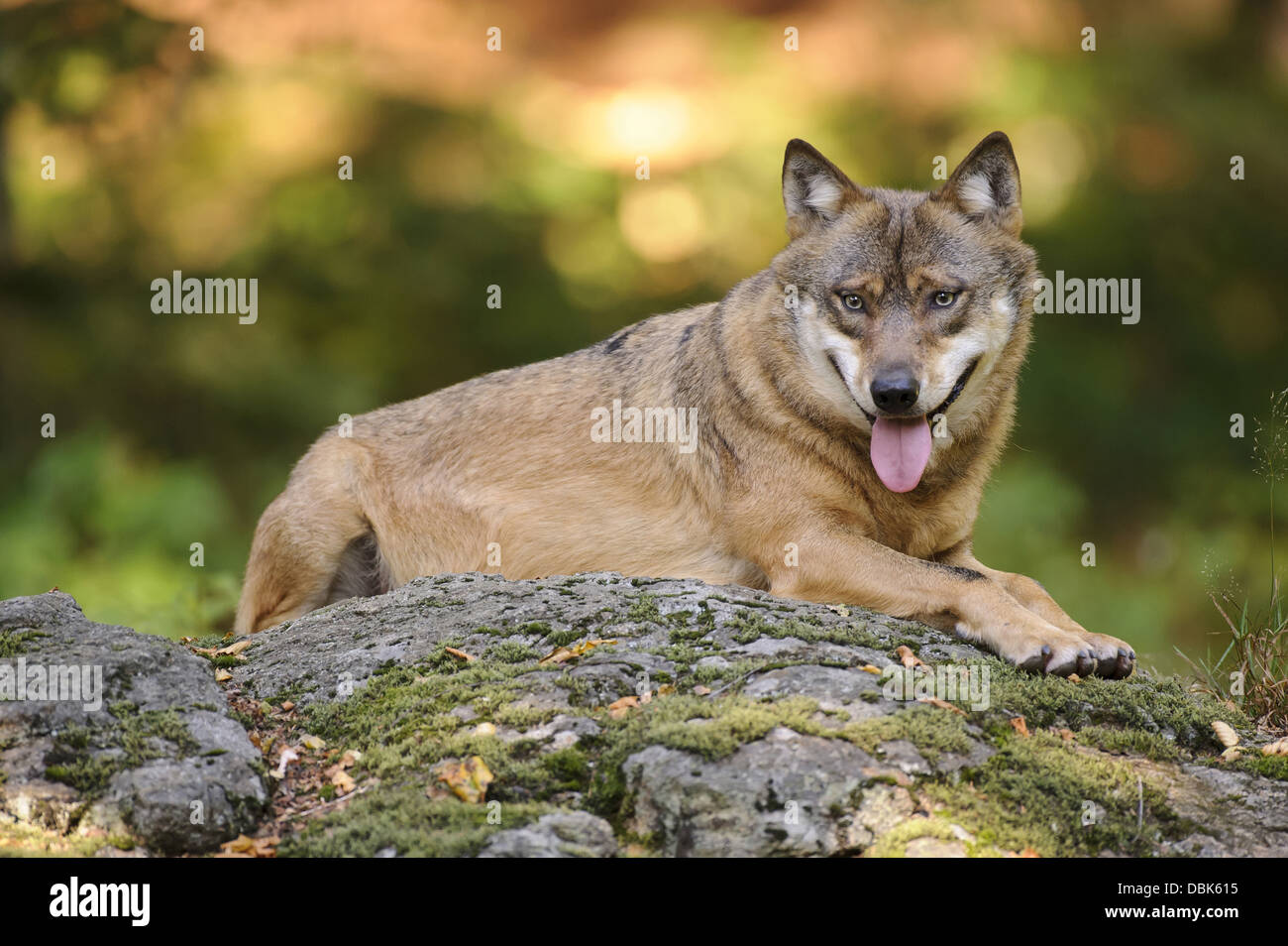 Laying wolf, Canis lupus, Bavarian Forest, Bavaria, Germany, Europe ...
