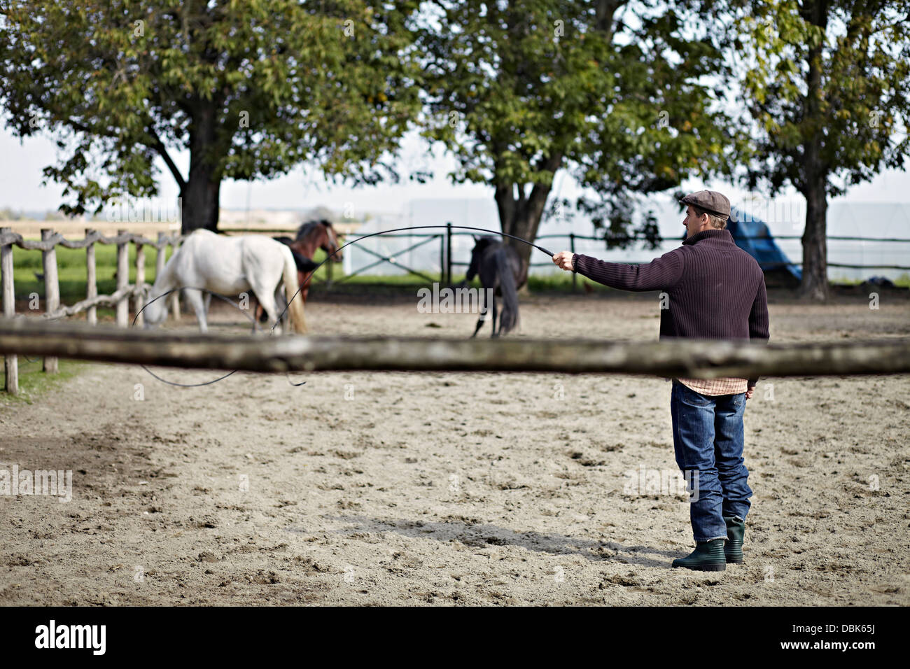 Man Holding Whip In Paddock, Baranja, Croatia, Europe Stock Photo - Alamy