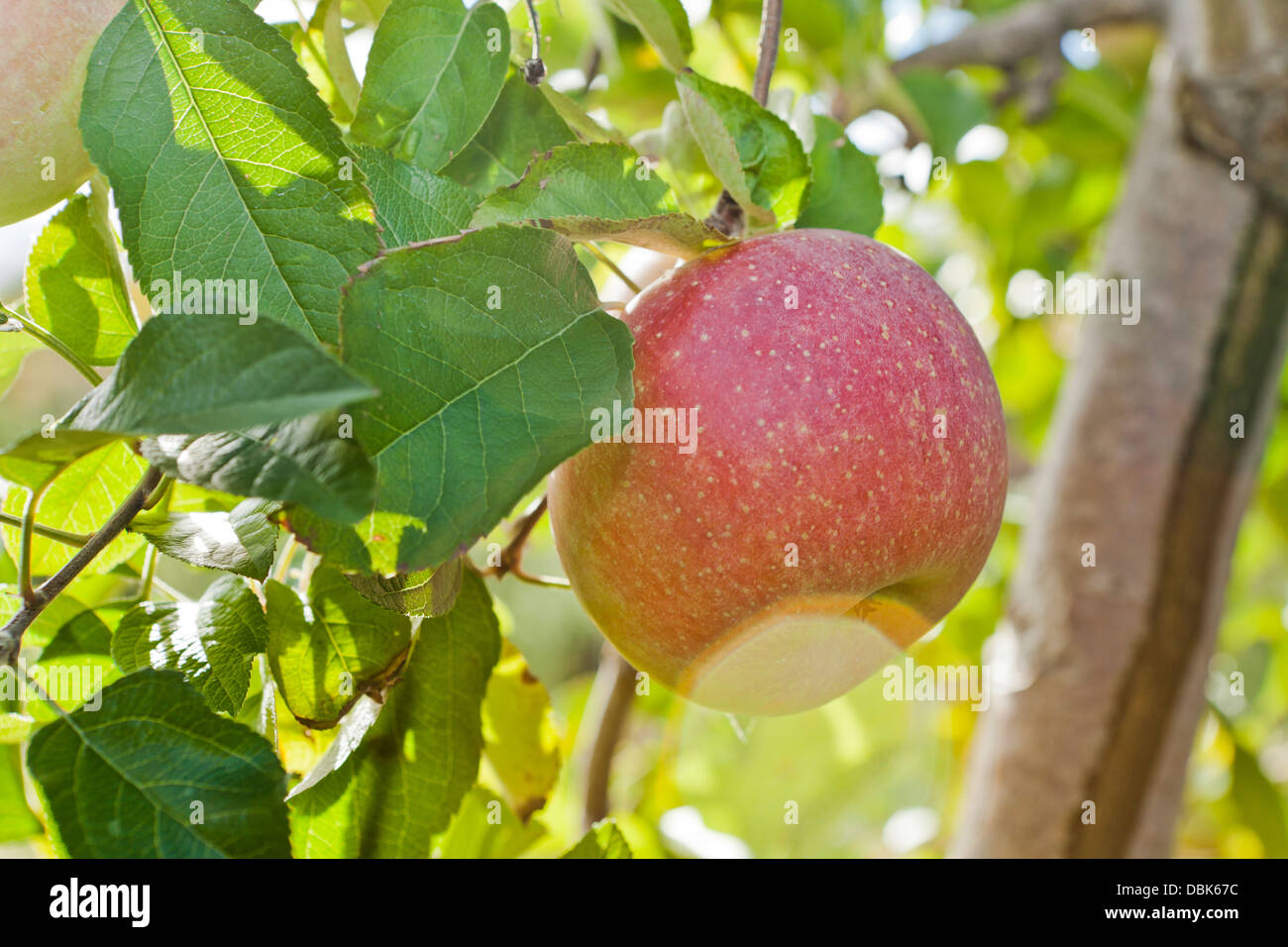 apple in orchard in the fall Stock Photo - Alamy
