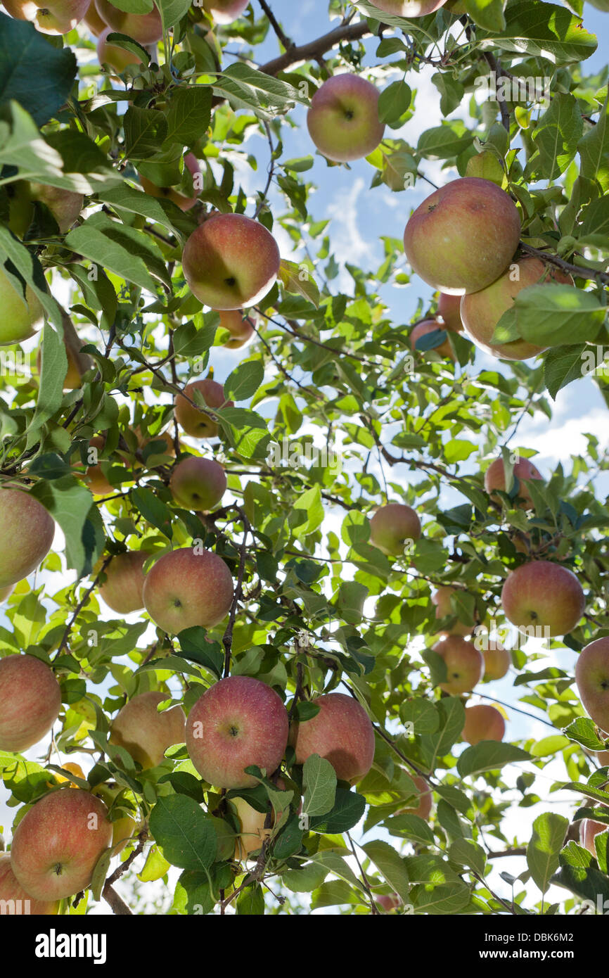 apple in orchard in the fall Stock Photo - Alamy