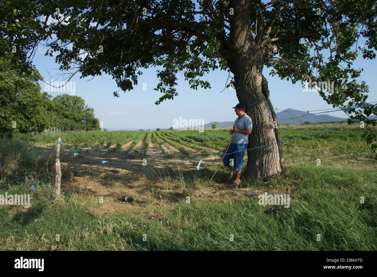 Resting Under A Tree