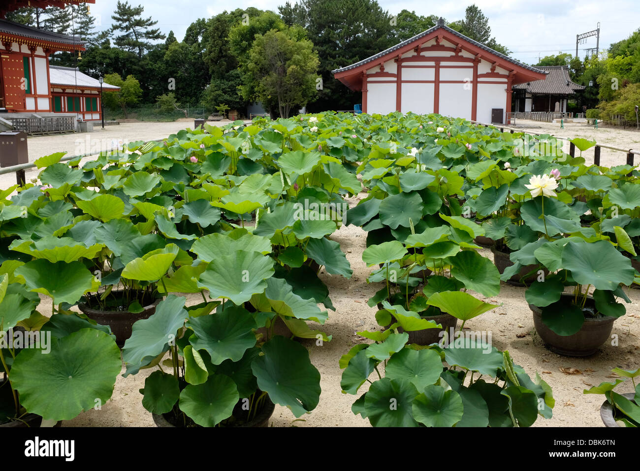 Lotus plants at Yakushi-ji Temple near Nara Japan Stock Photo - Alamy