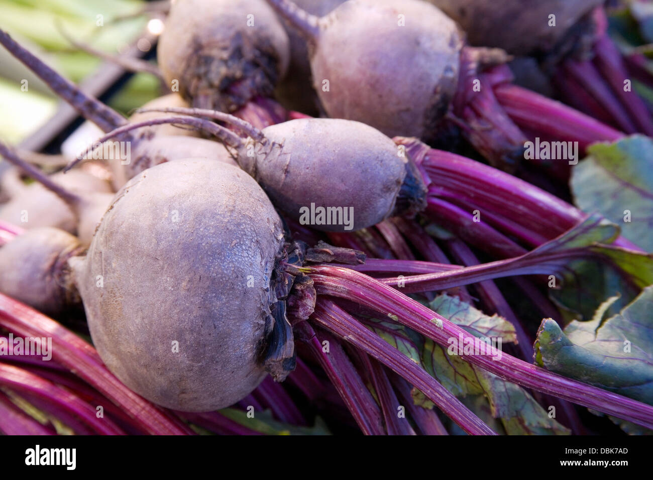 Beet diseases hi-res stock photography and images - Alamy