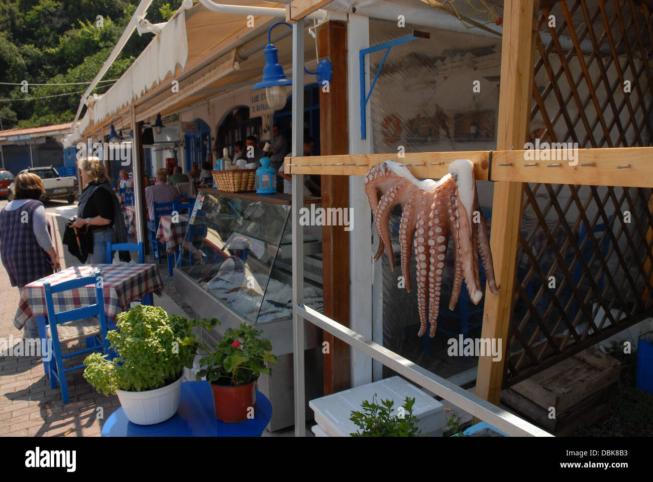 Octopus, octopuses, octopi, or octopodes Stock Photo - Alamy