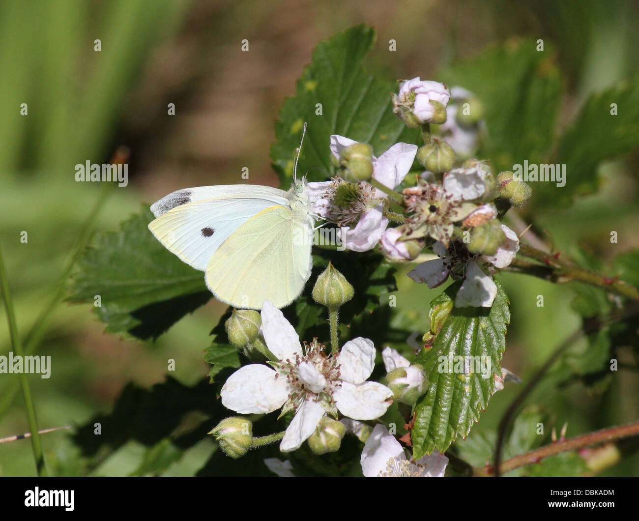 Small Cabbage White (Pieris Rapae Stock Photo - Alamy