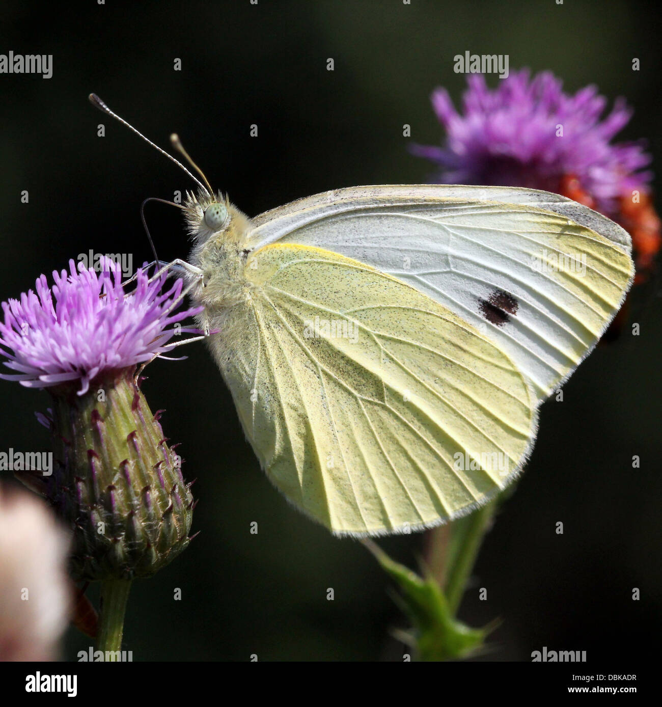 Small Cabbage White (Pieris Rapae Stock Photo - Alamy