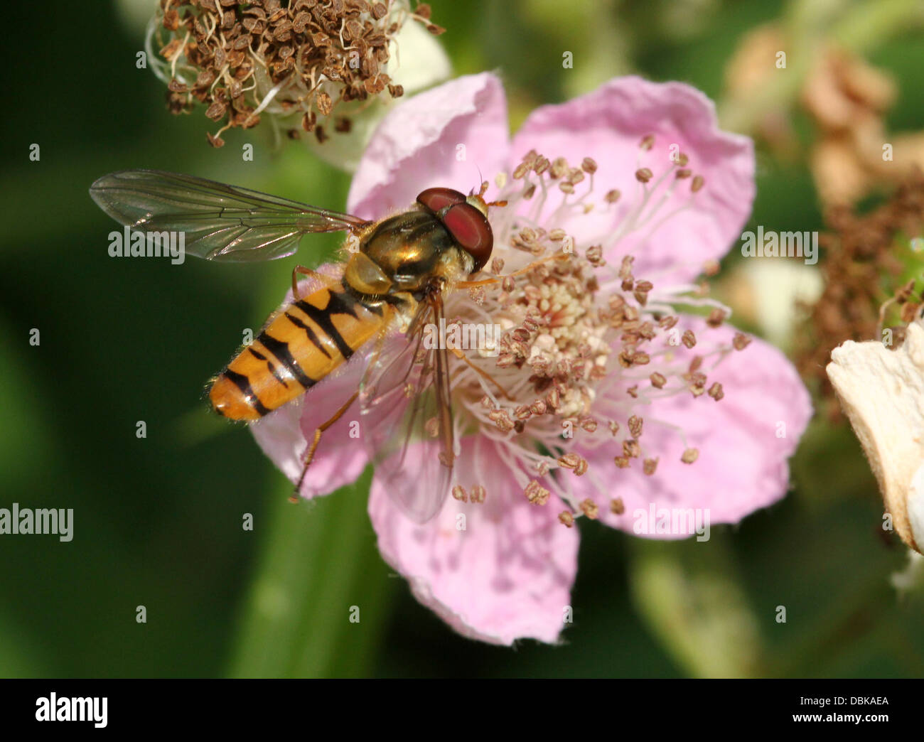 Mosca cernidora hi-res stock photography and images - Alamy