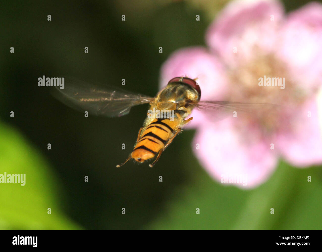 Flying insect wings flight hoverfly hi-res stock photography and images ...
