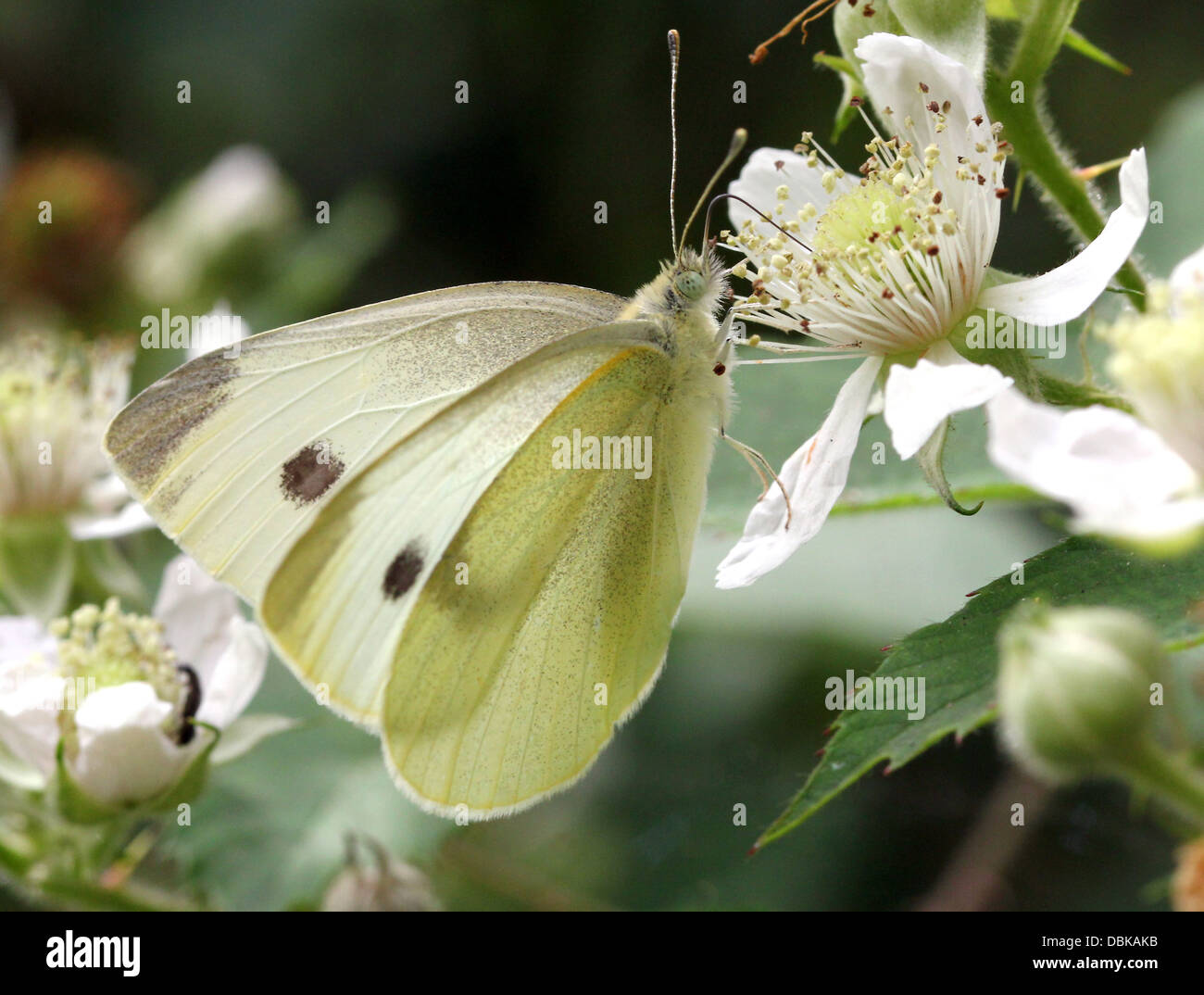 Female cabbage white butterfly hi-res stock photography and images - Alamy