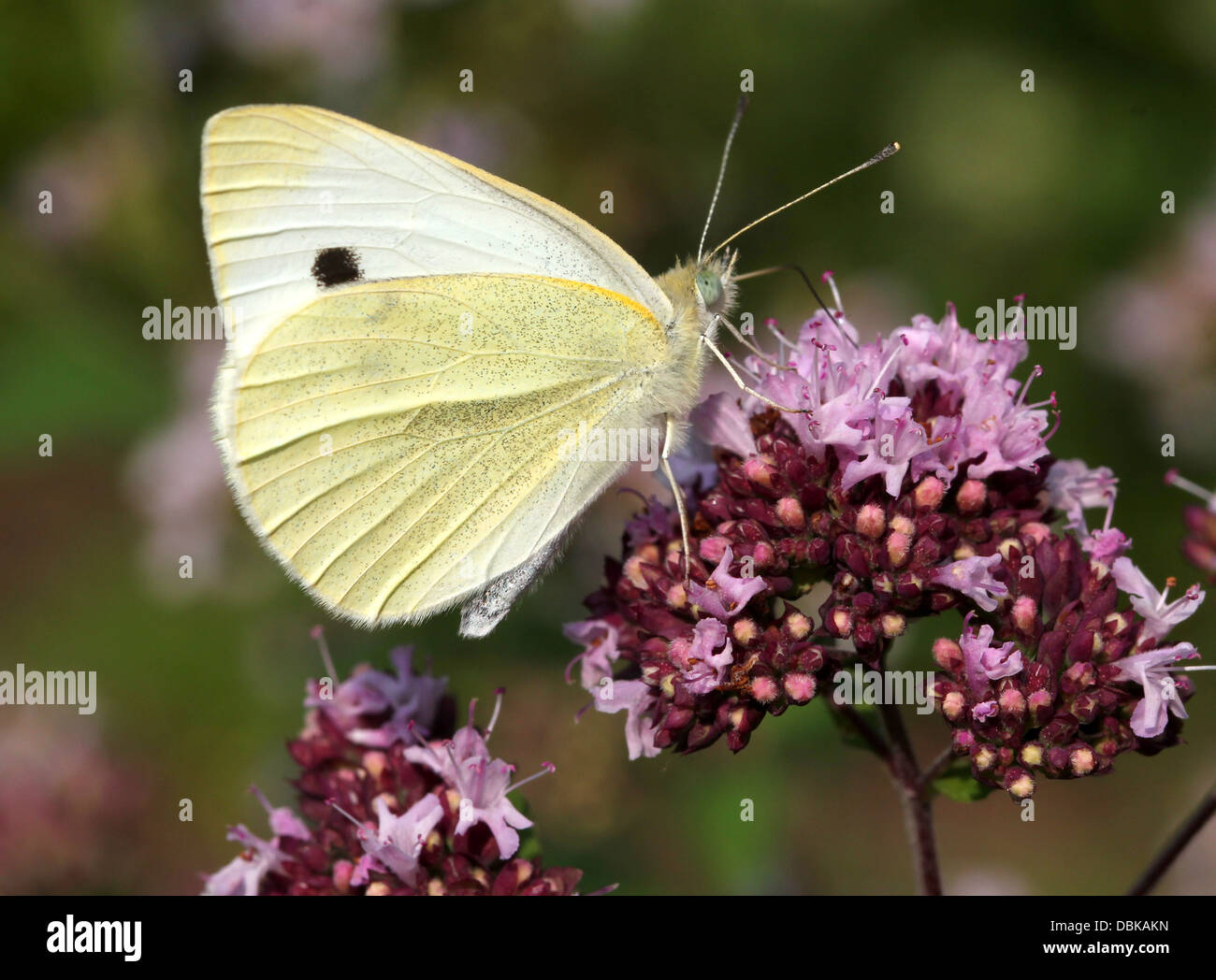Small Cabbage White (Pieris Rapae Stock Photo - Alamy