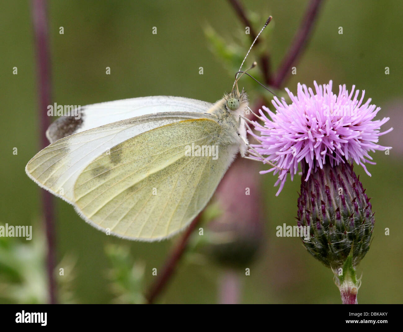 Female Small Cabbage White (Pieris Rapae Stock Photo - Alamy
