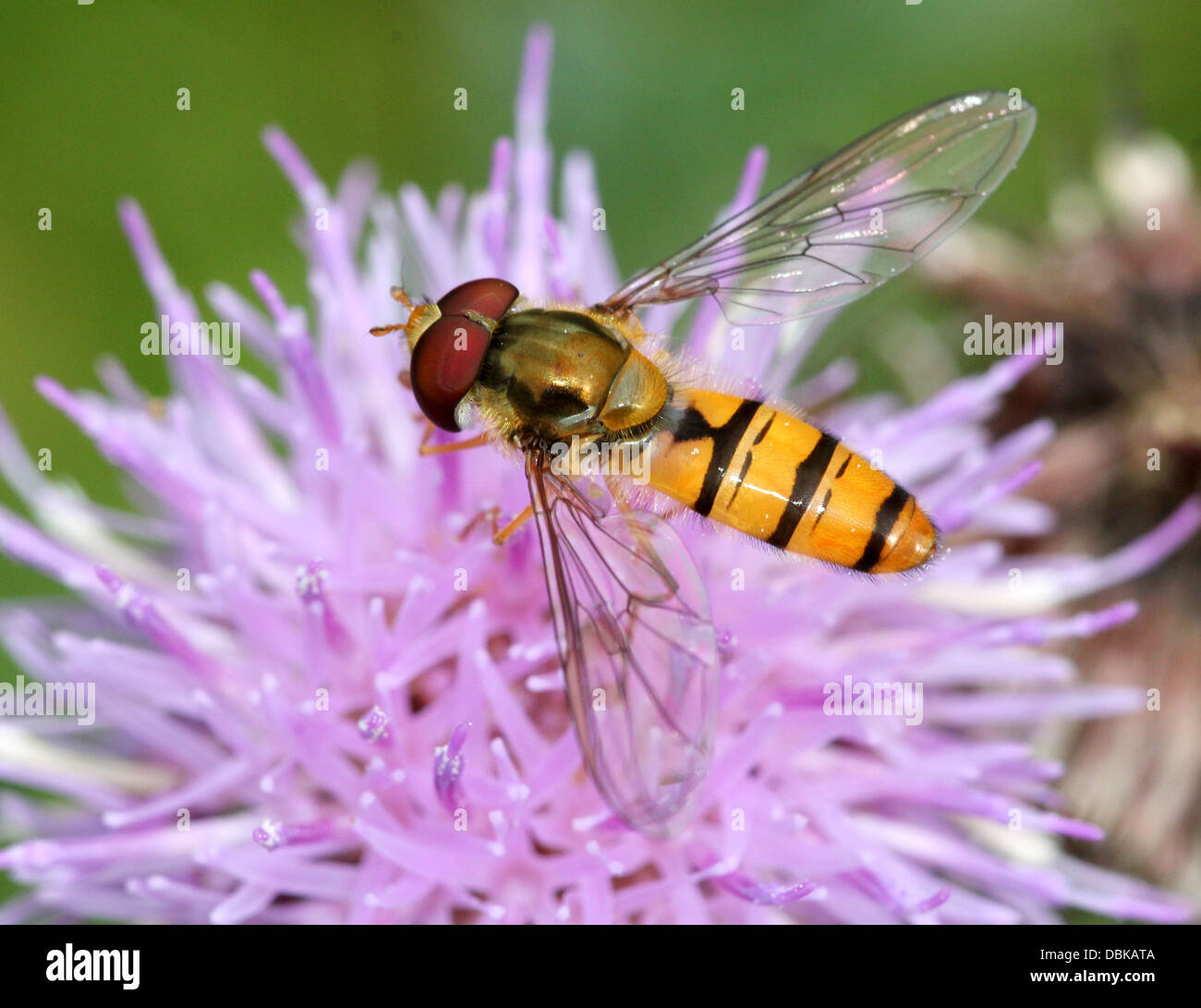 Marmalade hoverfly (Episyrphus balteatus) foraging on a flower Stock Photo - Alamy